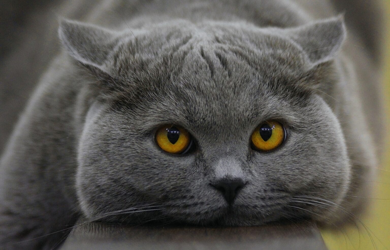 The Ultimate Guide To British Shorthair Cats: Care & Characteristics