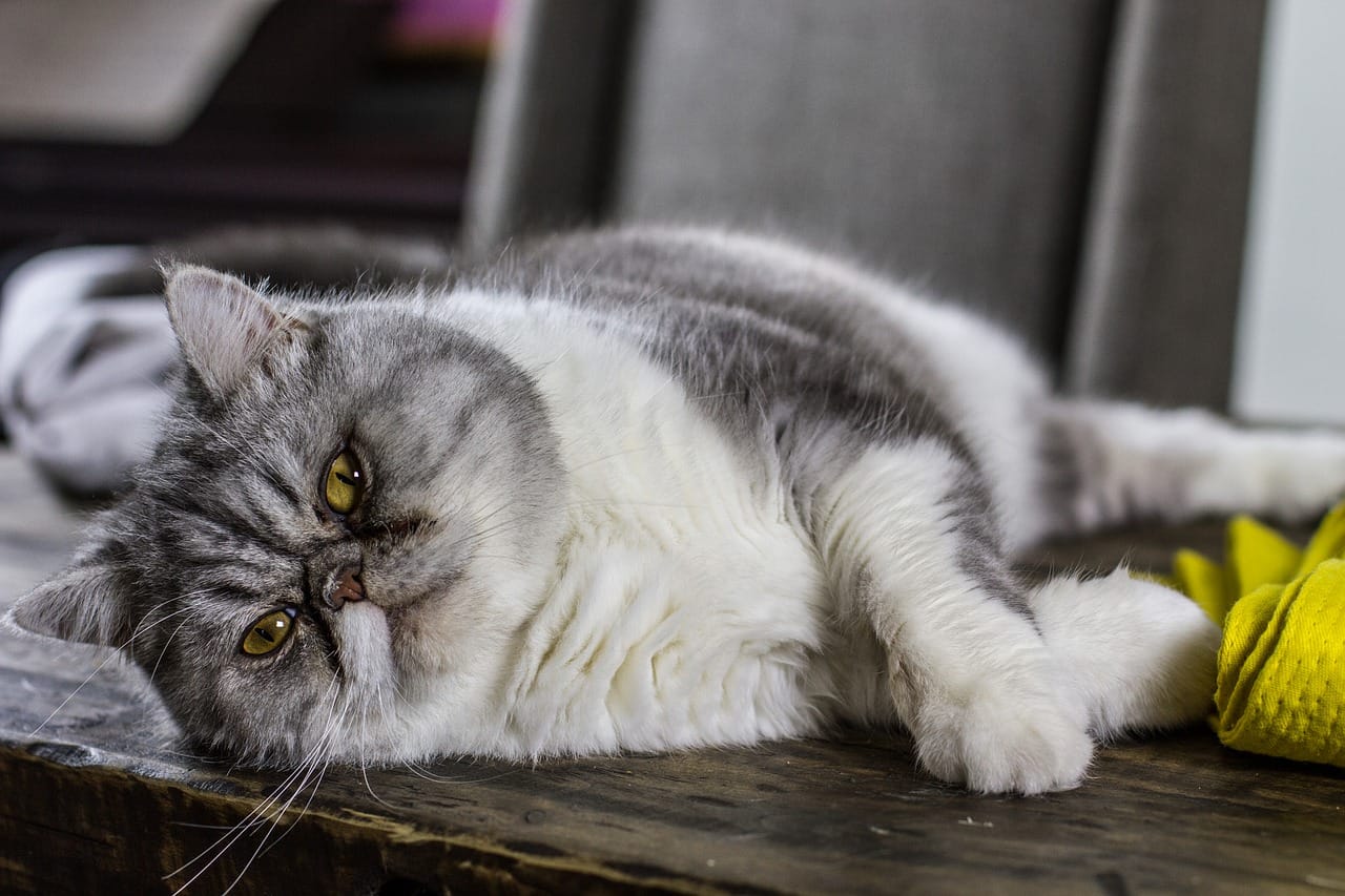 7 Vital Steps To Reverse Diabetes In Cats: Transform Your Cat's Life Now