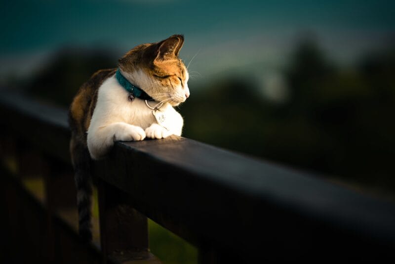 Types Of Cats: A Comprehensive Guide To Cat Breeds