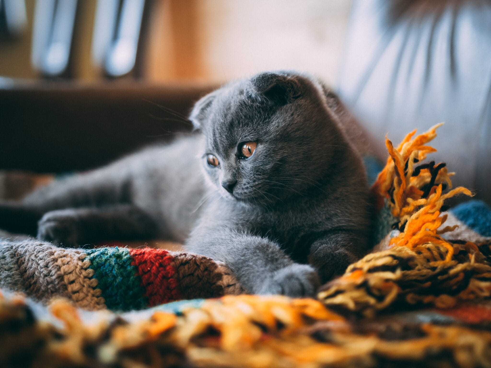 Types Of Cats: A Comprehensive Guide To Cat Breeds
