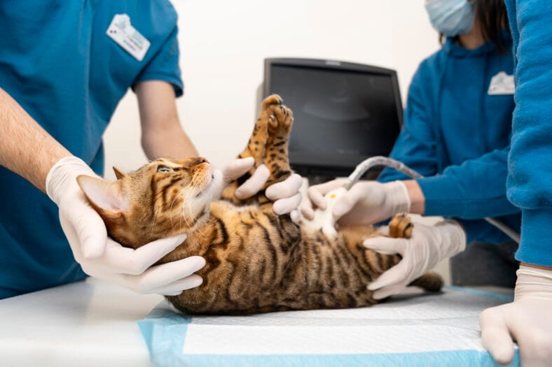 What Happens During A Routine Vet Checkup For Cats