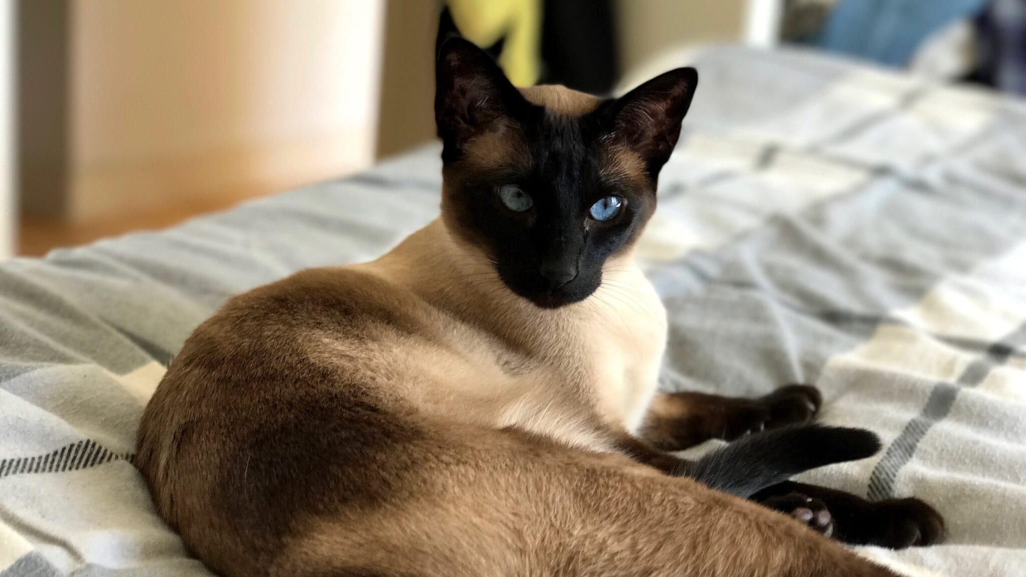 Siamese Cat Species: Complete Guide To Types, Colors, Traits, And Facts