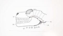 Explore The Cat Dental Chart: Your Guide To Feline Dental Care