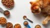 How Much To Feed A Cat? A Complete Feeding Guide